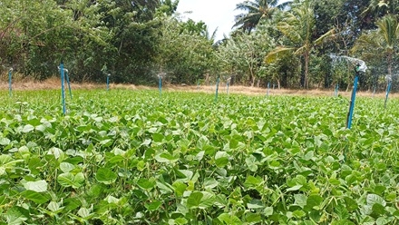 Ministry of Agriculture - Sri Lanka - Cultivating Hope in Their Golden ...