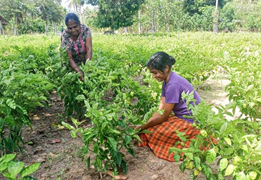 Ministry of Agriculture - Sri Lanka - Empowering Families Through ...